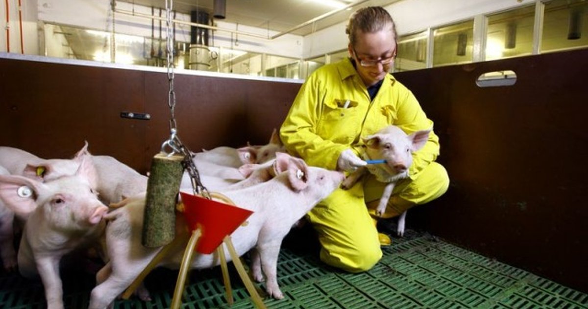 Animal welfare assessment training in a digital learning environment