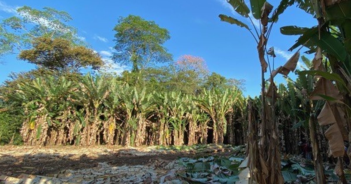 Fruit export on banana pallets substantially reduces CO2 emissions