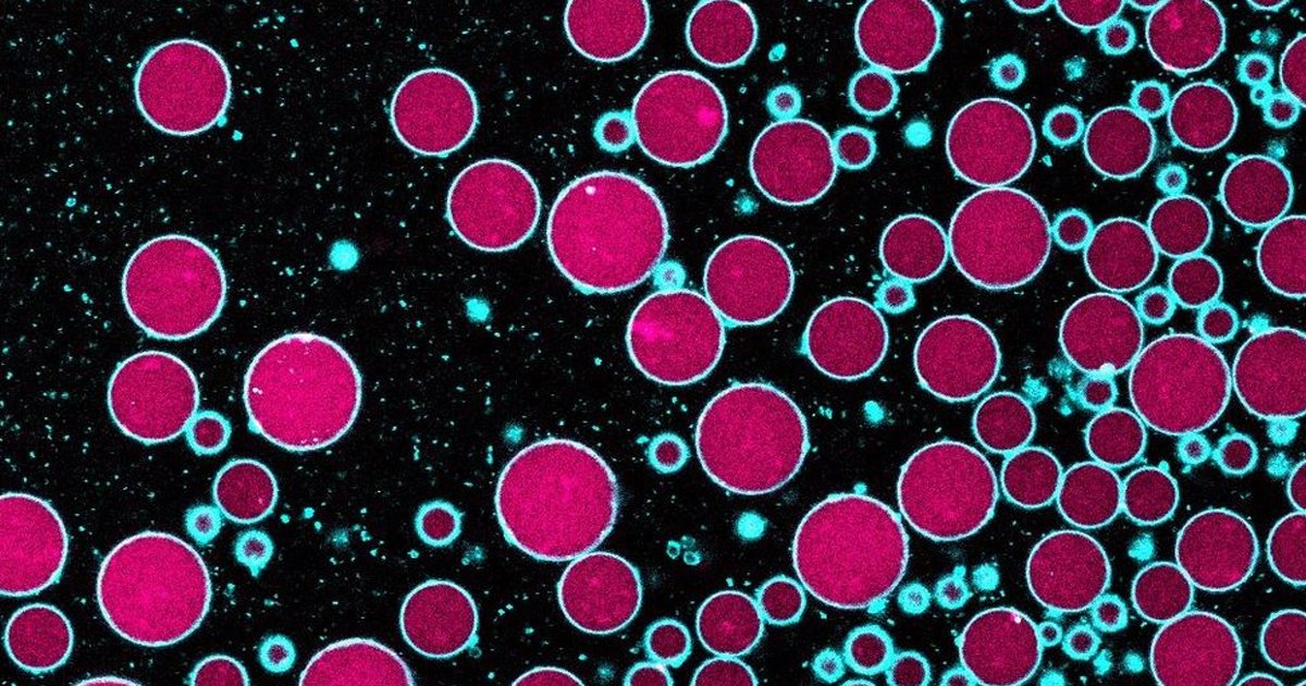 Synthetic cells communicate with organic cells