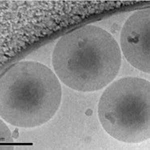 Soft Matter & Self-Assembly